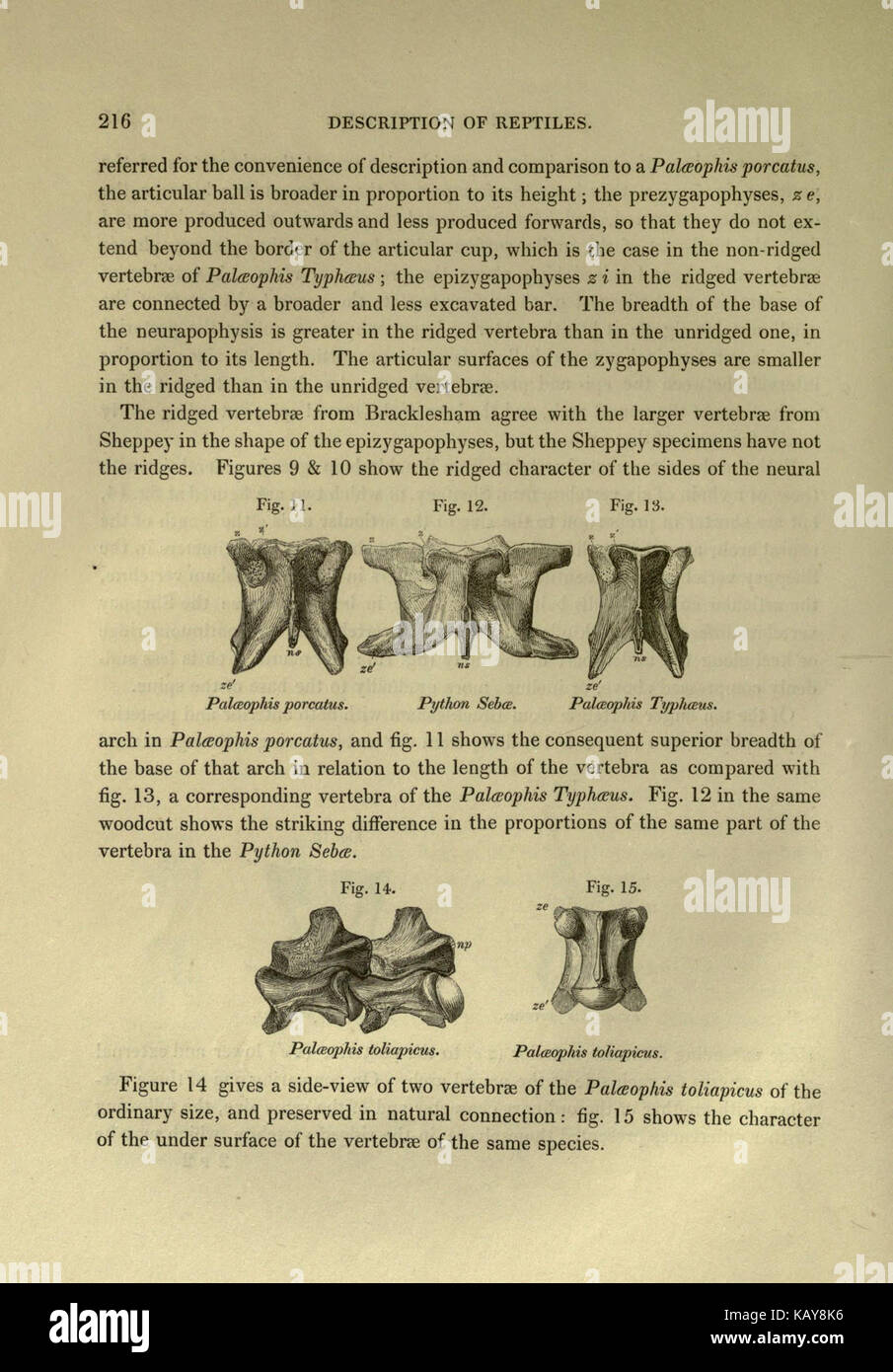 The geology and fossils of the Tertiary and Cretaceous formations of ...
