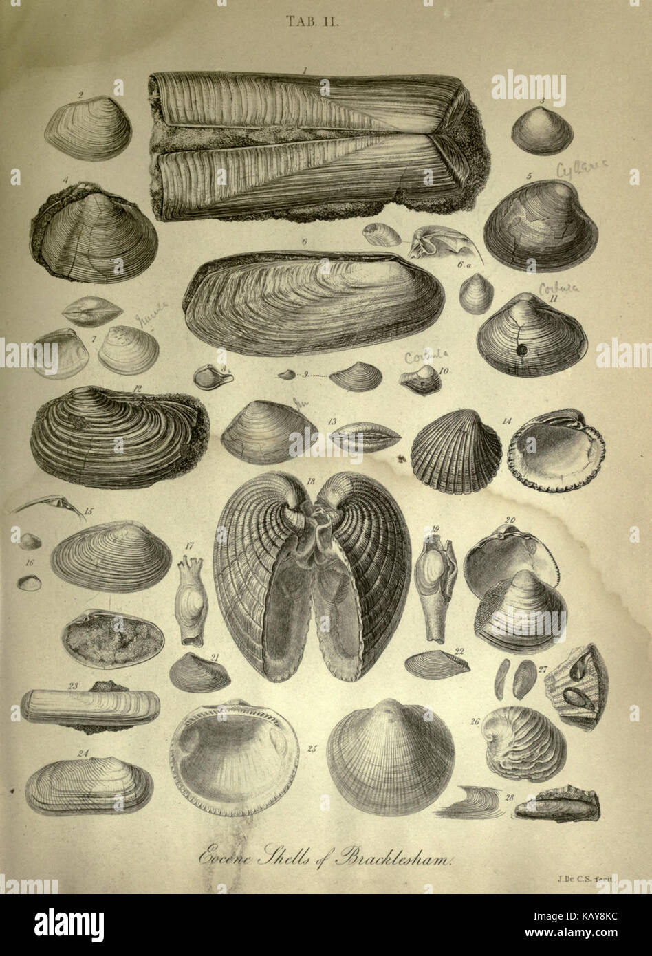 The geology and fossils of the Tertiary and Cretaceous formations of ...