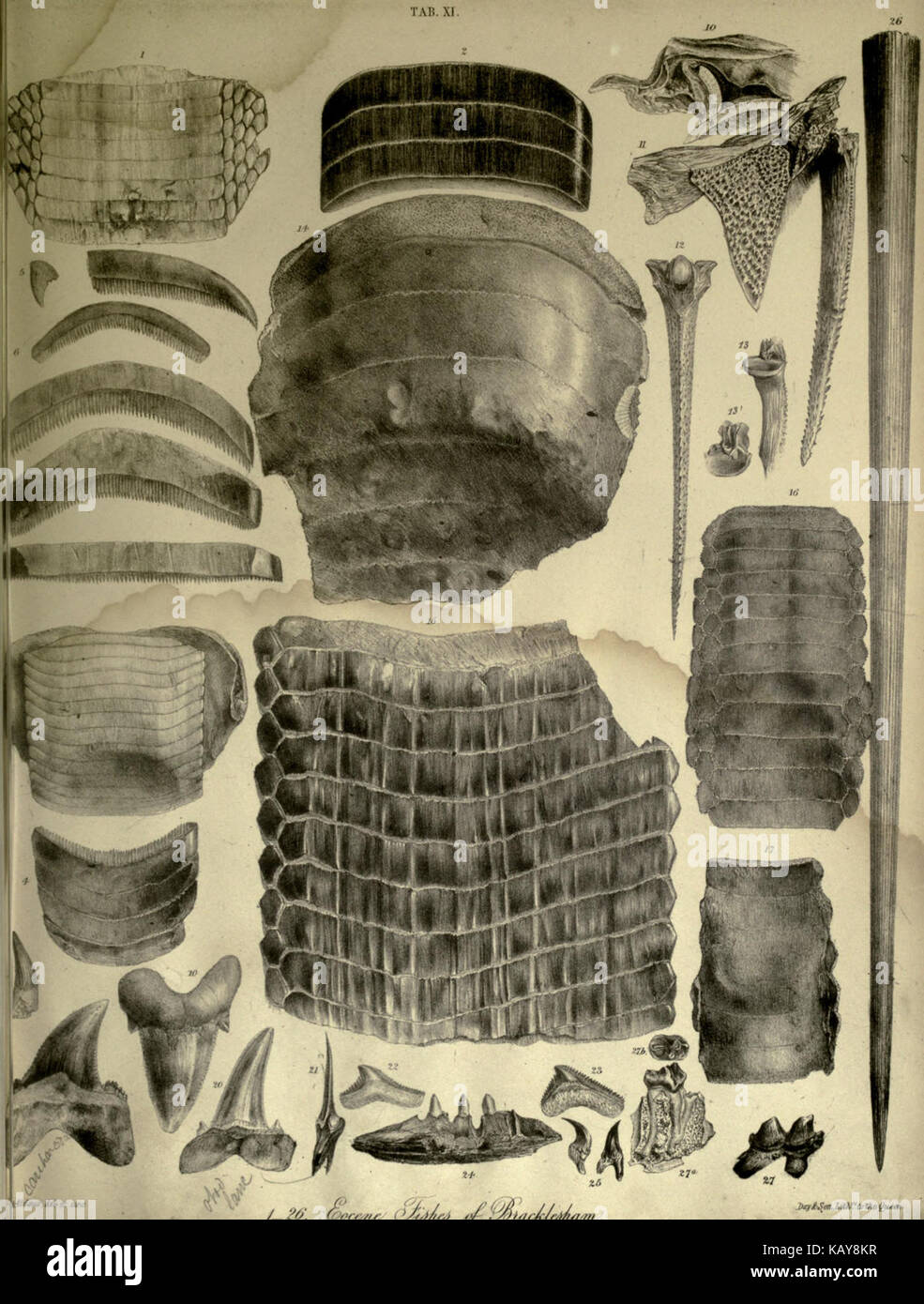 The geology and fossils of the Tertiary and Cretaceous formations of ...