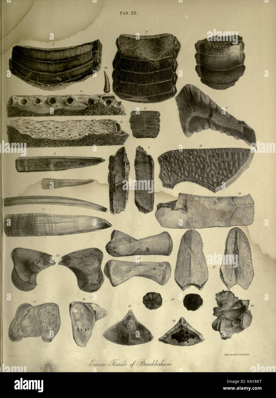 The geology and fossils of the Tertiary and Cretaceous formations of ...
