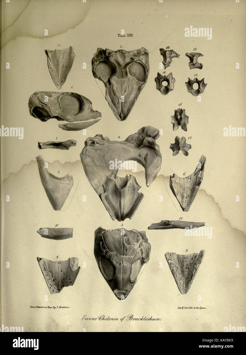 The geology and fossils of the Tertiary and Cretaceous formations of ...