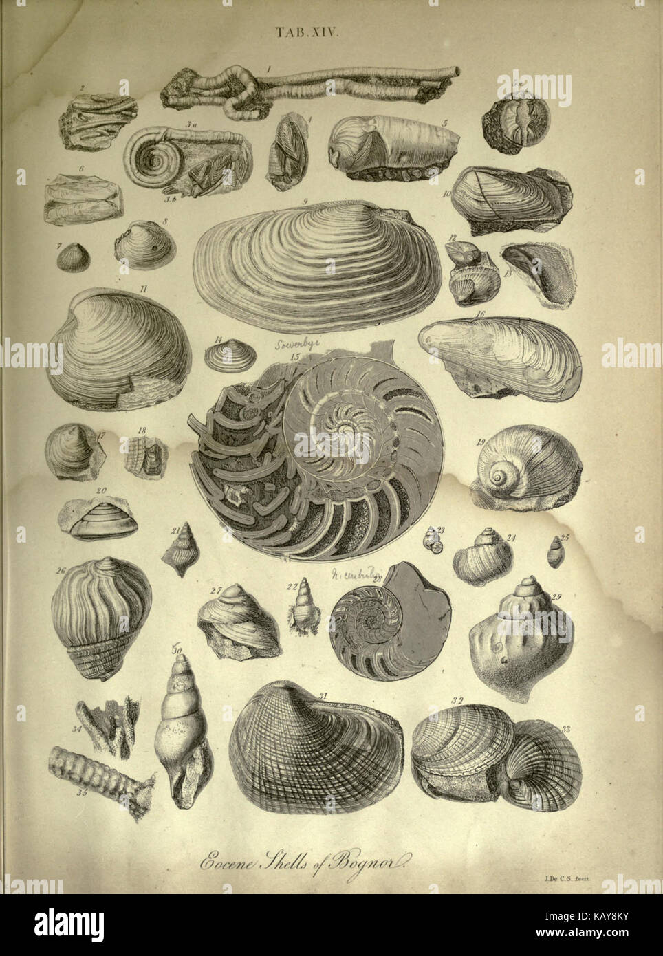The geology and fossils of the Tertiary and Cretaceous formations of ...