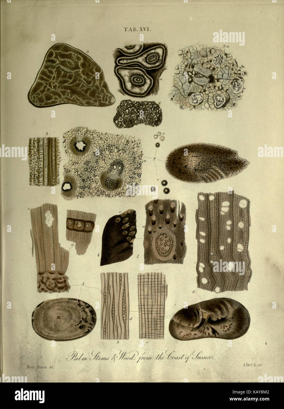 The geology and fossils of the Tertiary and Cretaceous formations of ...