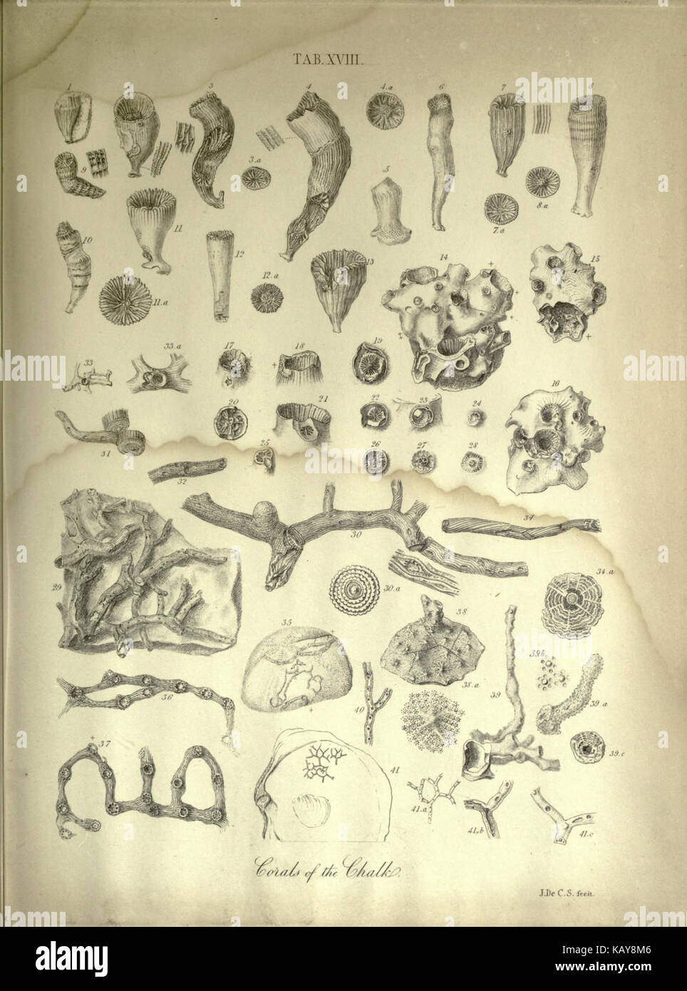 The geology and fossils of the Tertiary and Cretaceous formations of ...