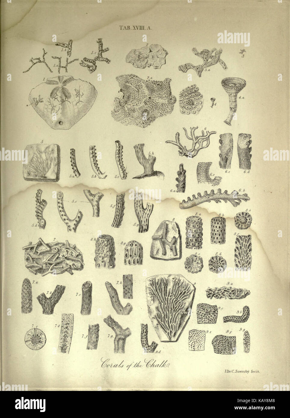 The geology and fossils of the Tertiary and Cretaceous formations of ...