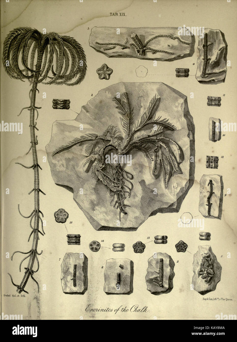 The geology and fossils of the Tertiary and Cretaceous formations of ...