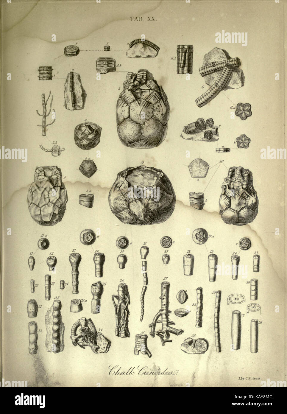 The geology and fossils of the Tertiary and Cretaceous formations of ...