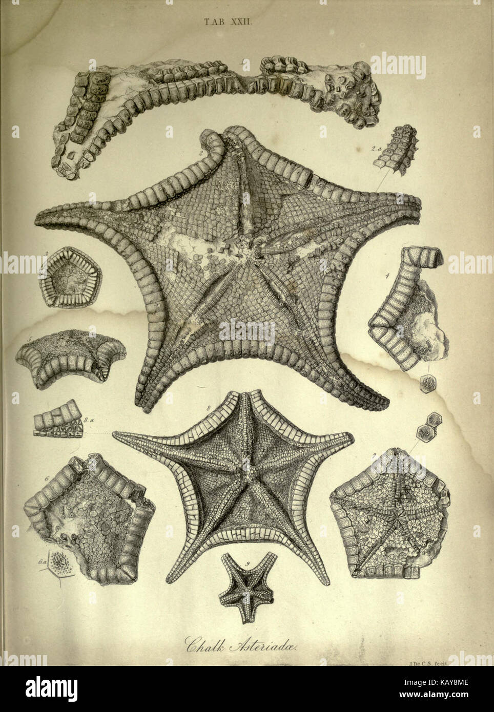 The geology and fossils of the Tertiary and Cretaceous formations of ...