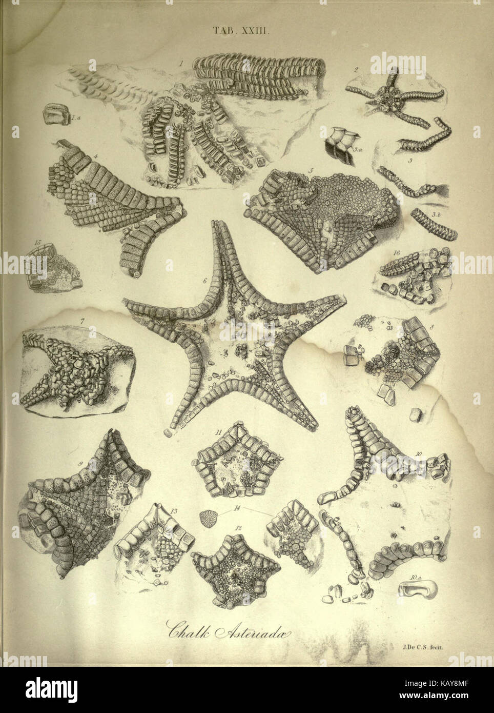 The geology and fossils of the Tertiary and Cretaceous formations of ...