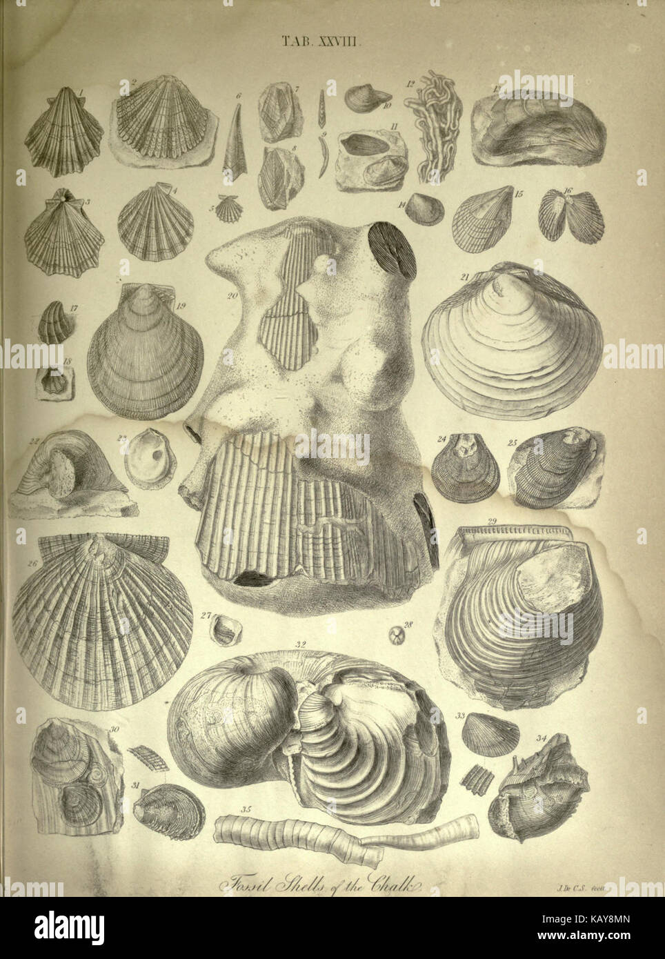 The geology and fossils of the Tertiary and Cretaceous formations of ...