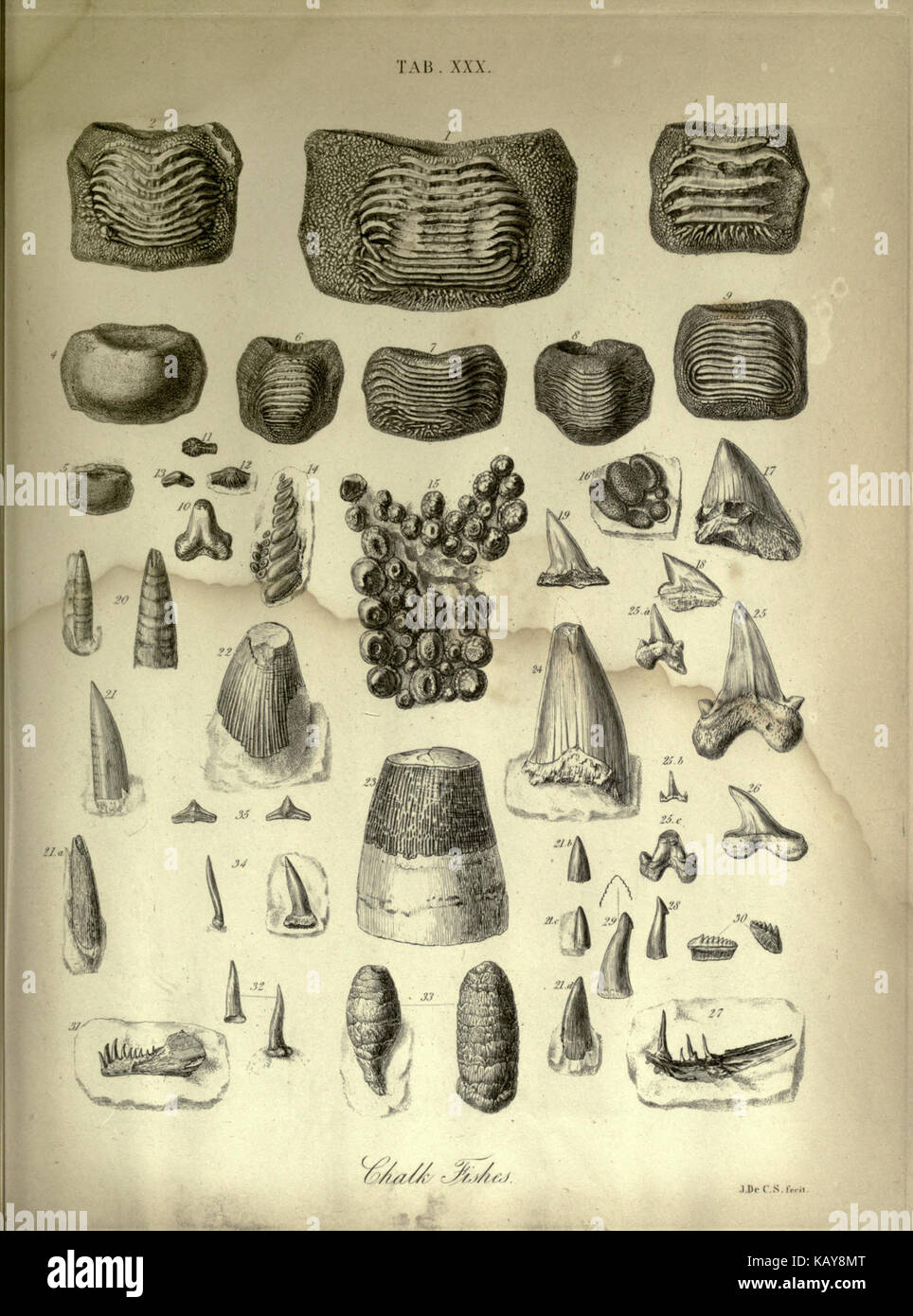The geology and fossils of the Tertiary and Cretaceous formations of ...
