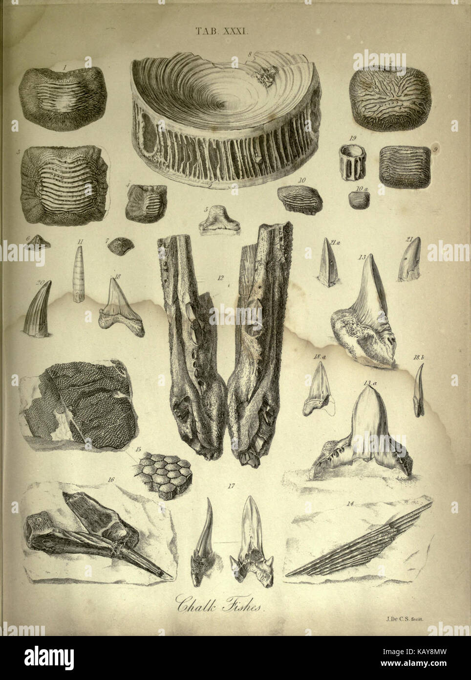 The geology and fossils of the Tertiary and Cretaceous formations of ...
