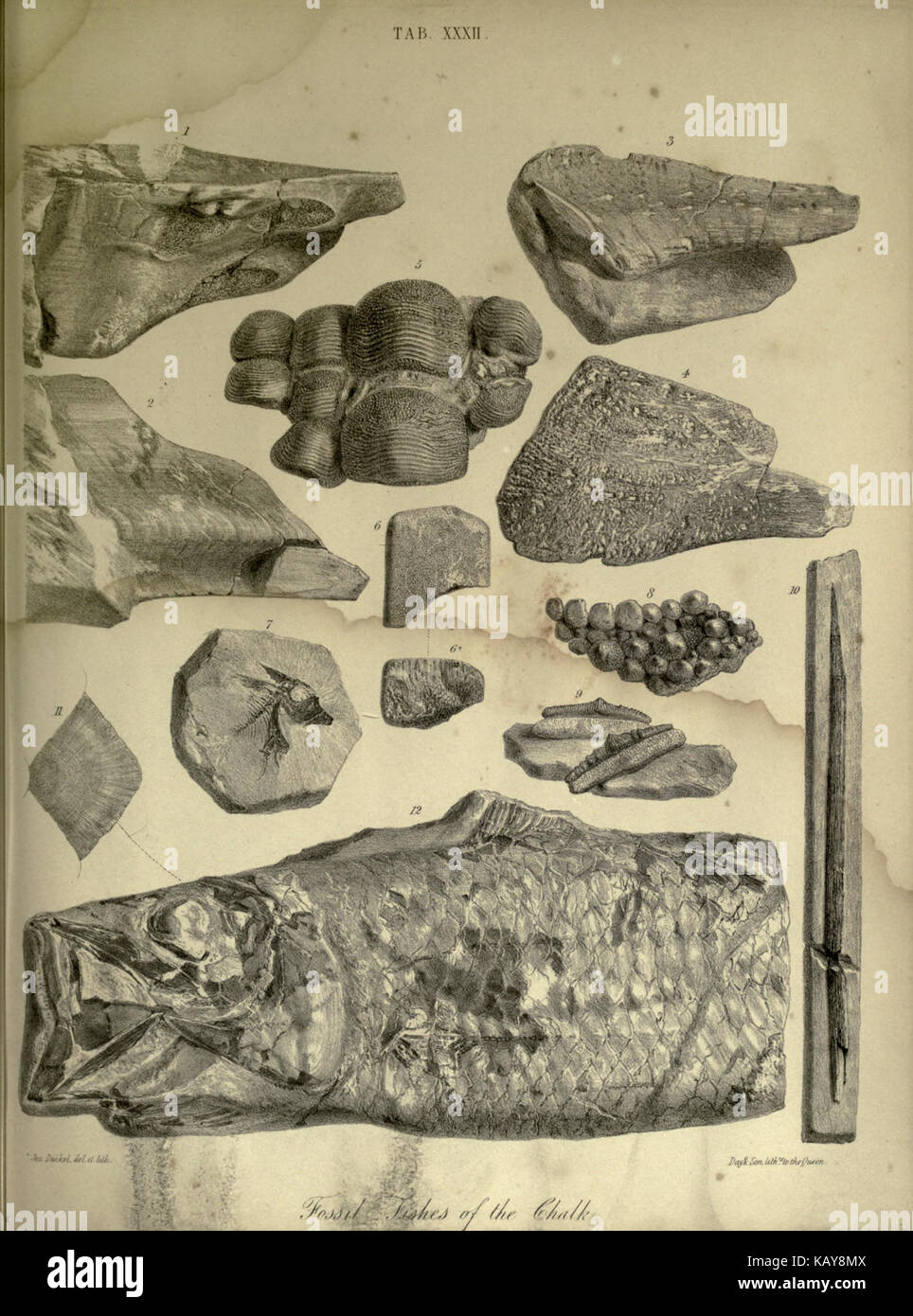 The geology and fossils of the Tertiary and Cretaceous formations of ...