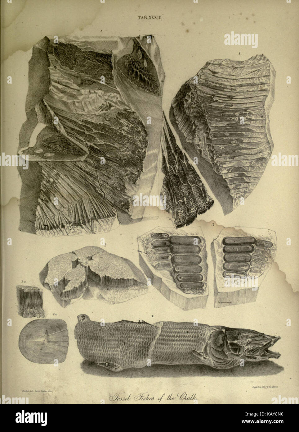 The geology and fossils of the Tertiary and Cretaceous formations of ...