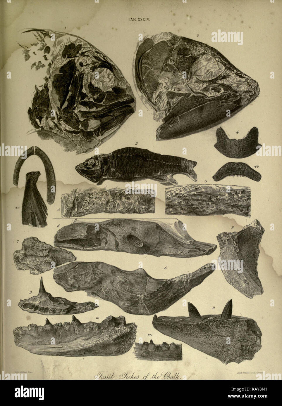 The geology and fossils of the Tertiary and Cretaceous formations of ...