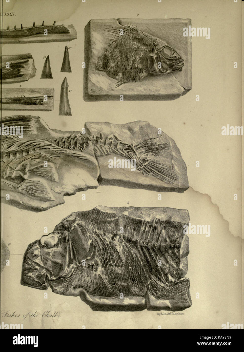 The geology and fossils of the Tertiary and Cretaceous formations of ...