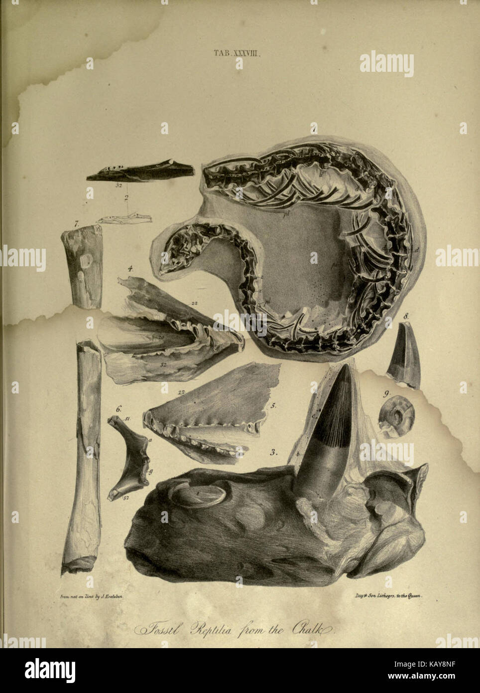 The geology and fossils of the Tertiary and Cretaceous formations of ...