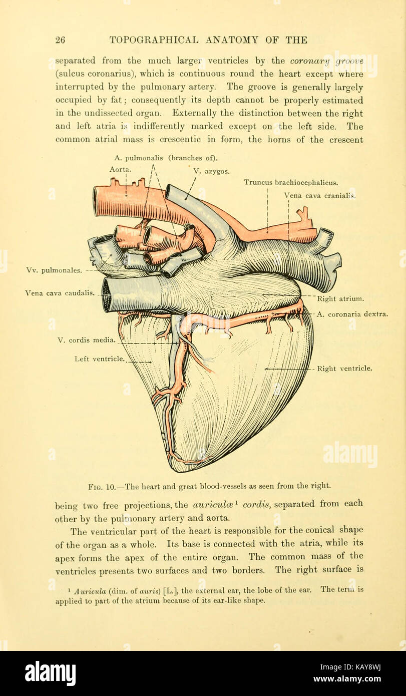 The topographical anatomy of the thorax and abdomen of the horse (Page ...