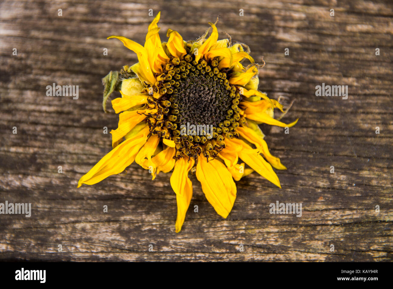 Dried Sunflower Head With Yellow Petals on a Wooden Background, Organic ...