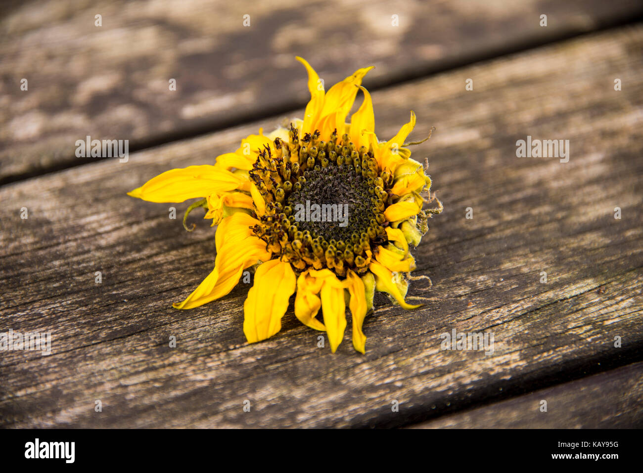 Dried Sunflower Head With Yellow Petals on a Wooden Background, Organic ...