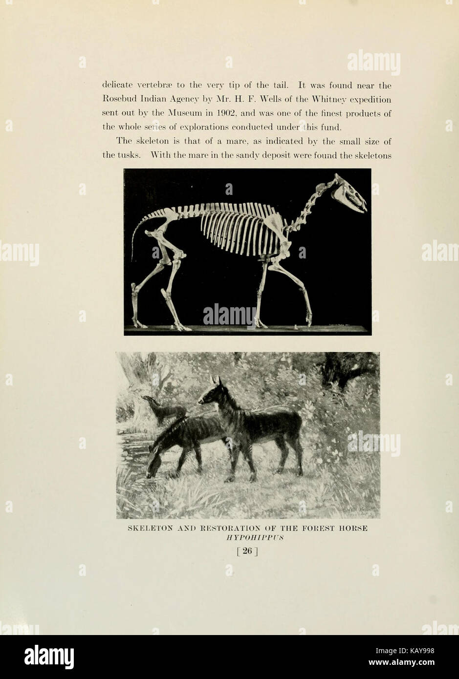 This page from 'The Horse, Past and Present' highlights the evolution ...