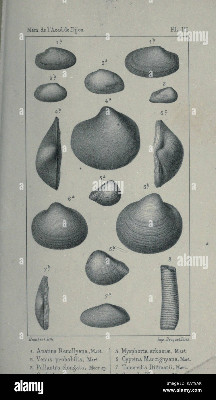 Avicula hi-res stock photography and images - Alamy