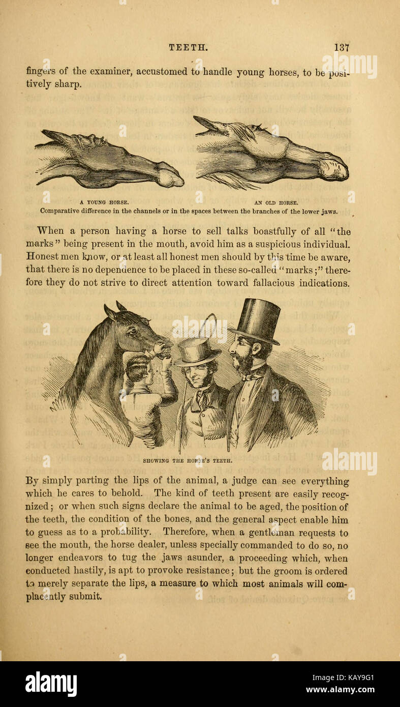 This page from 'The Illustrated Horse Management' focuses on proper ...