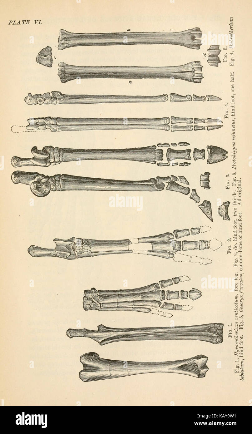 This page from *The Origin of the Fittest* by Wallace discusses natural ...