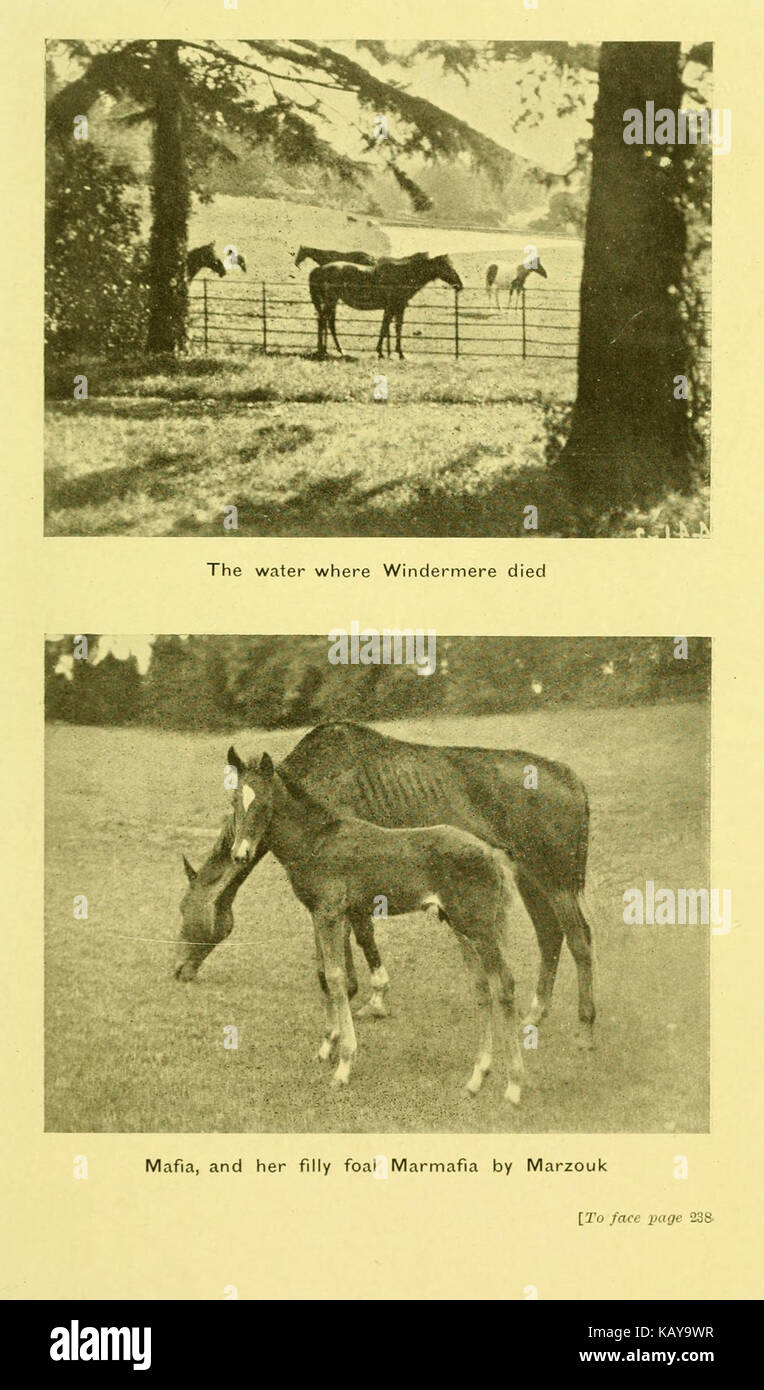 The image reflects the bond between humans and horses, showcasing the ...