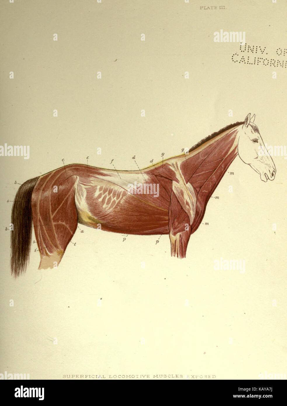 The horse in motion as shown by instantaneous photography BHL19590271 ...
