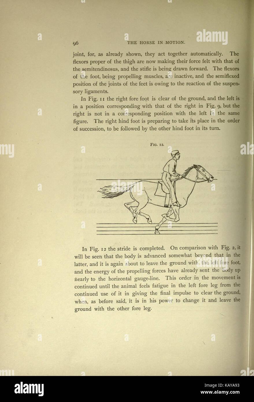 This title refers to a famous early photographic study of a horse in ...