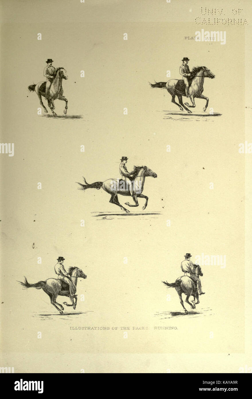 The horse in motion as shown by instantaneous photography BHL19590482 ...