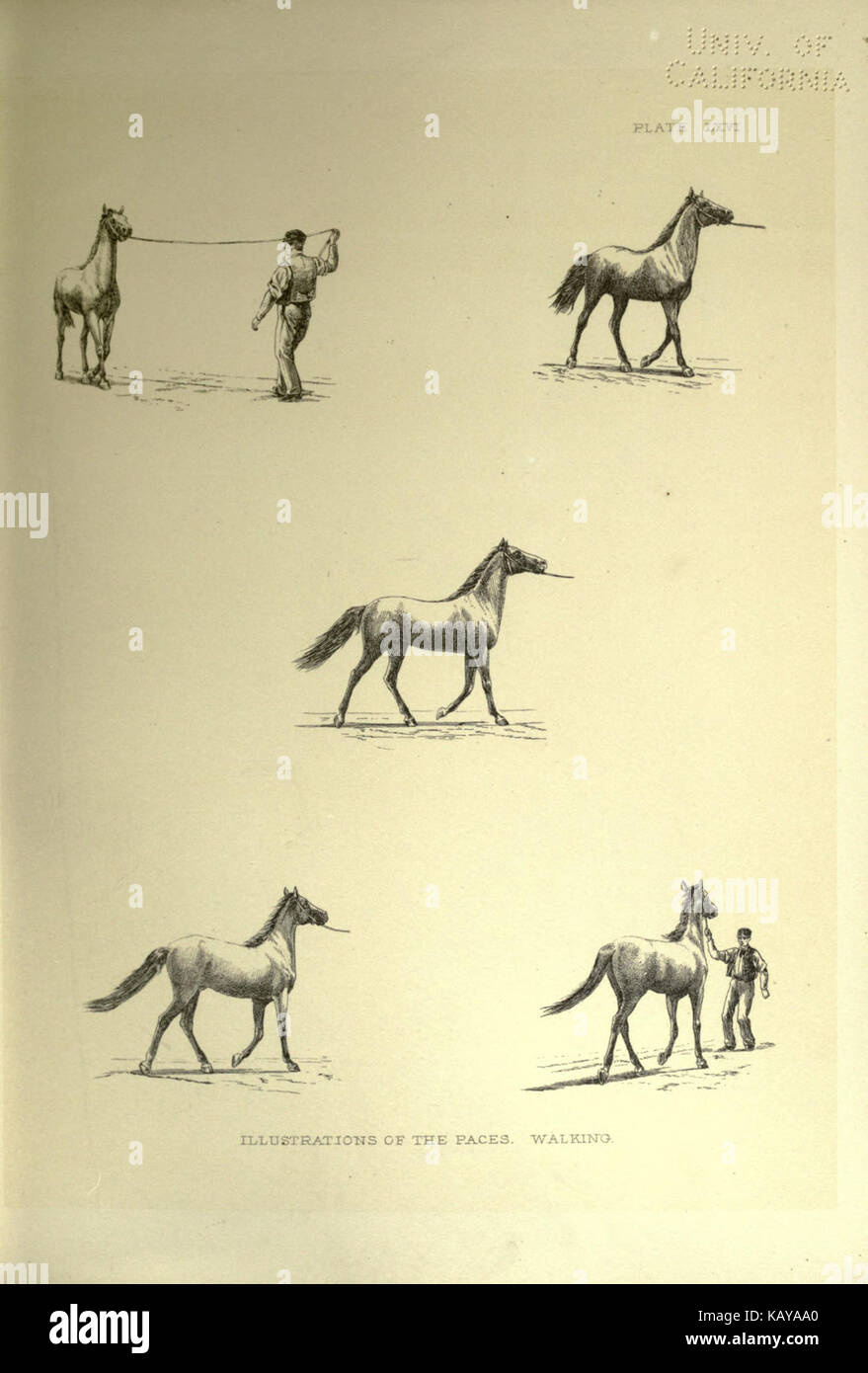 The horse in motion as shown by instantaneous photography BHL19590490 ...