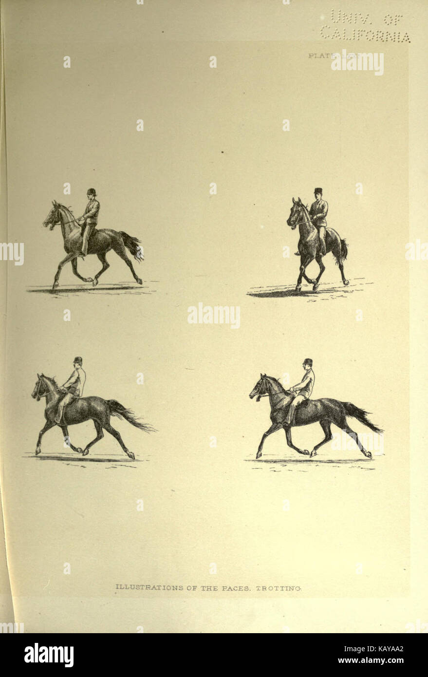 The horse in motion as shown by instantaneous photography BHL19590494 ...