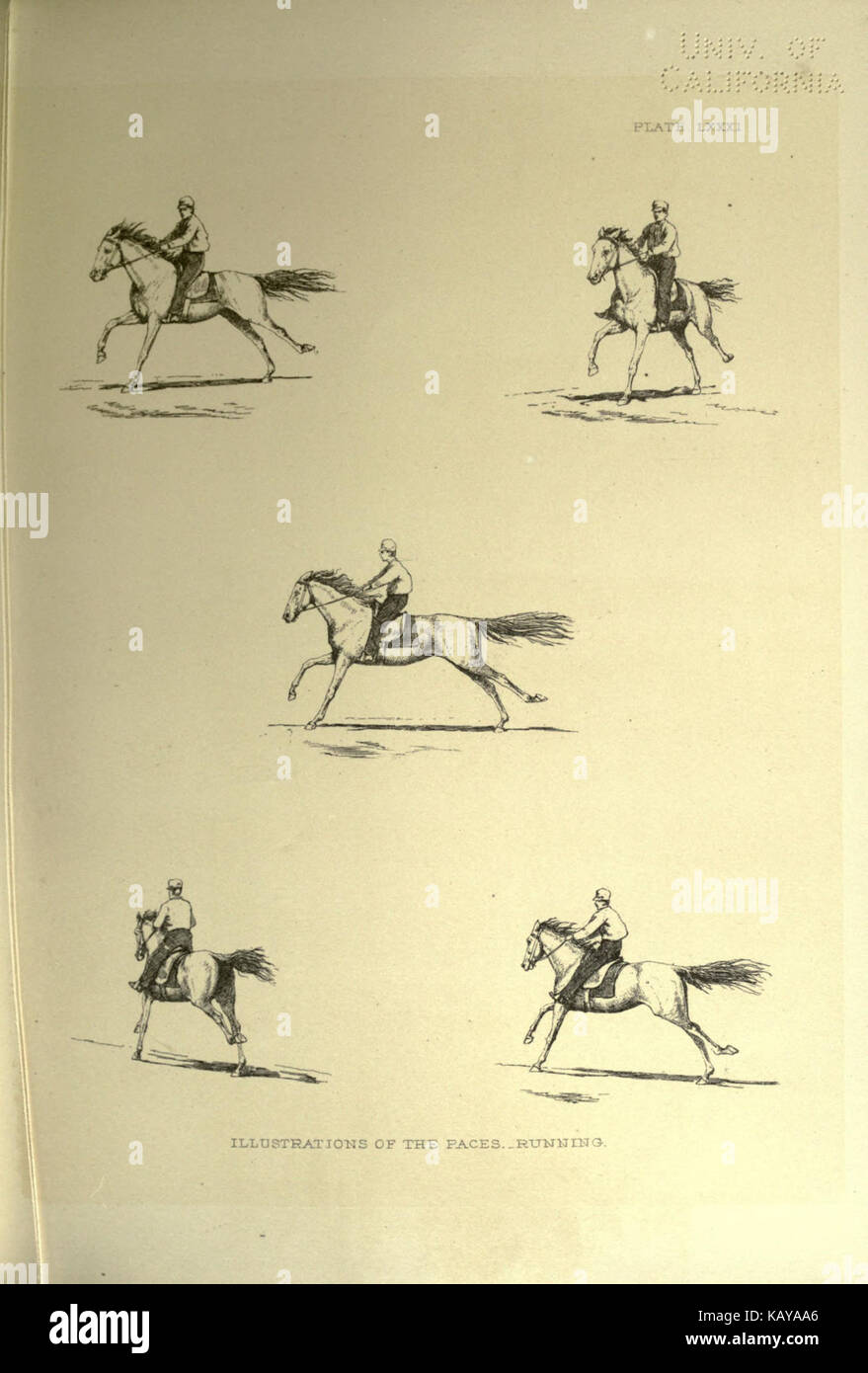 The horse in motion as shown by instantaneous photography BHL19590502 ...