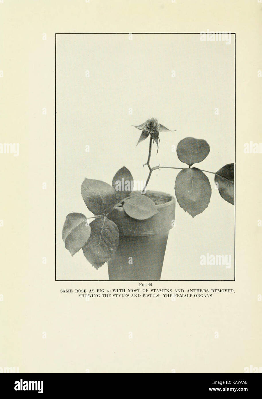 The practical book of outdoor rose growing for the home garden ...