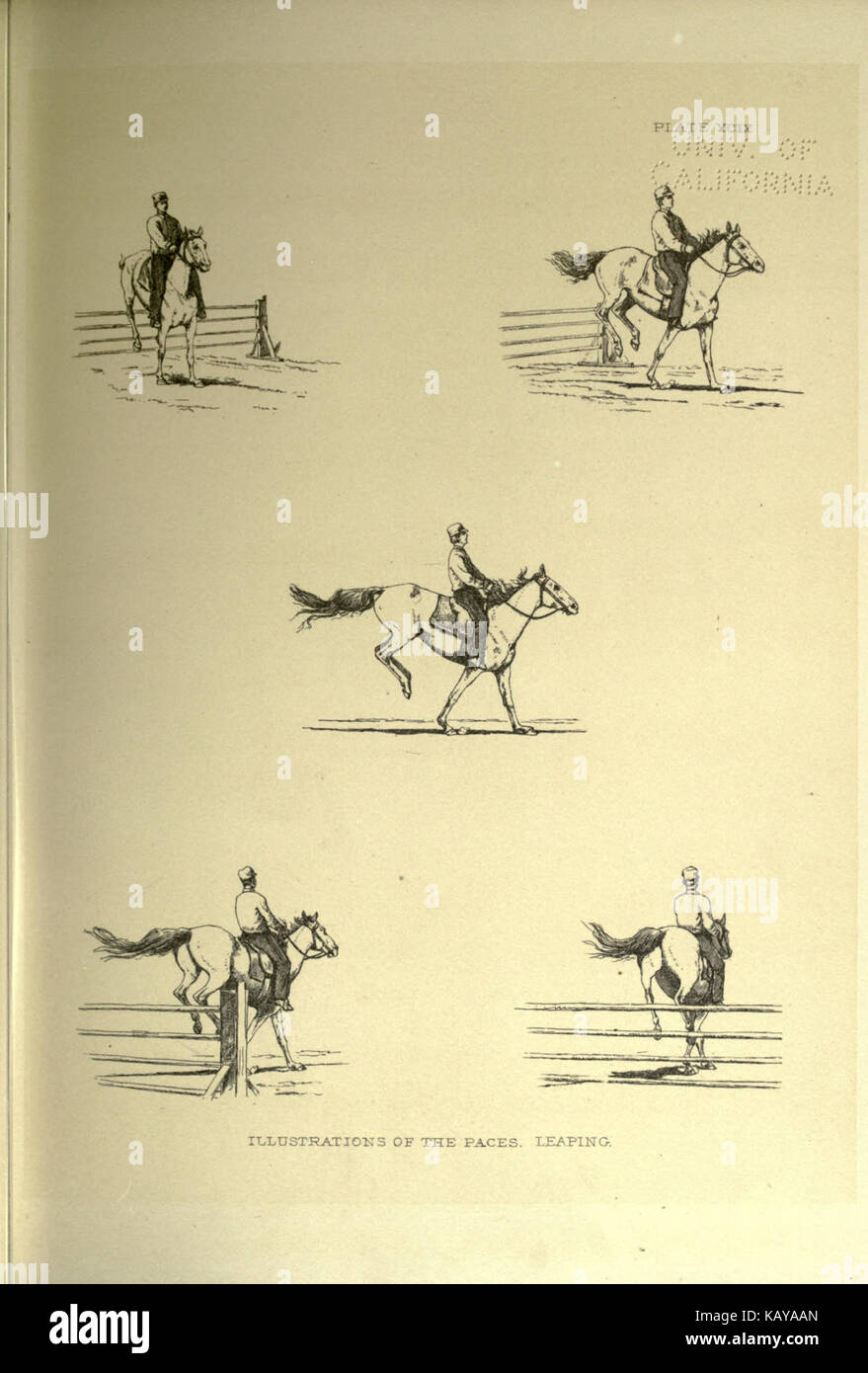 The horse in motion as shown by instantaneous photography BHL19590526 ...
