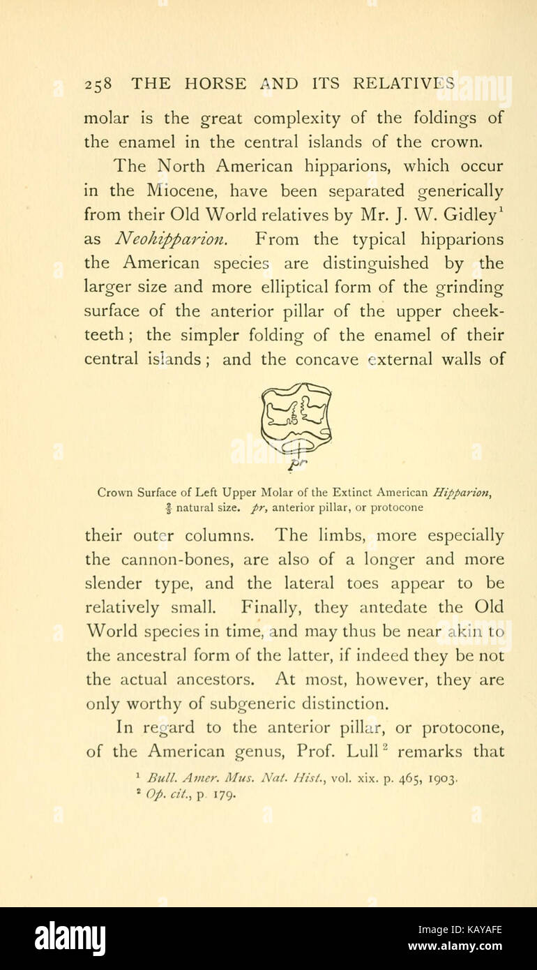 Equine relatives hi-res stock photography and images - Alamy