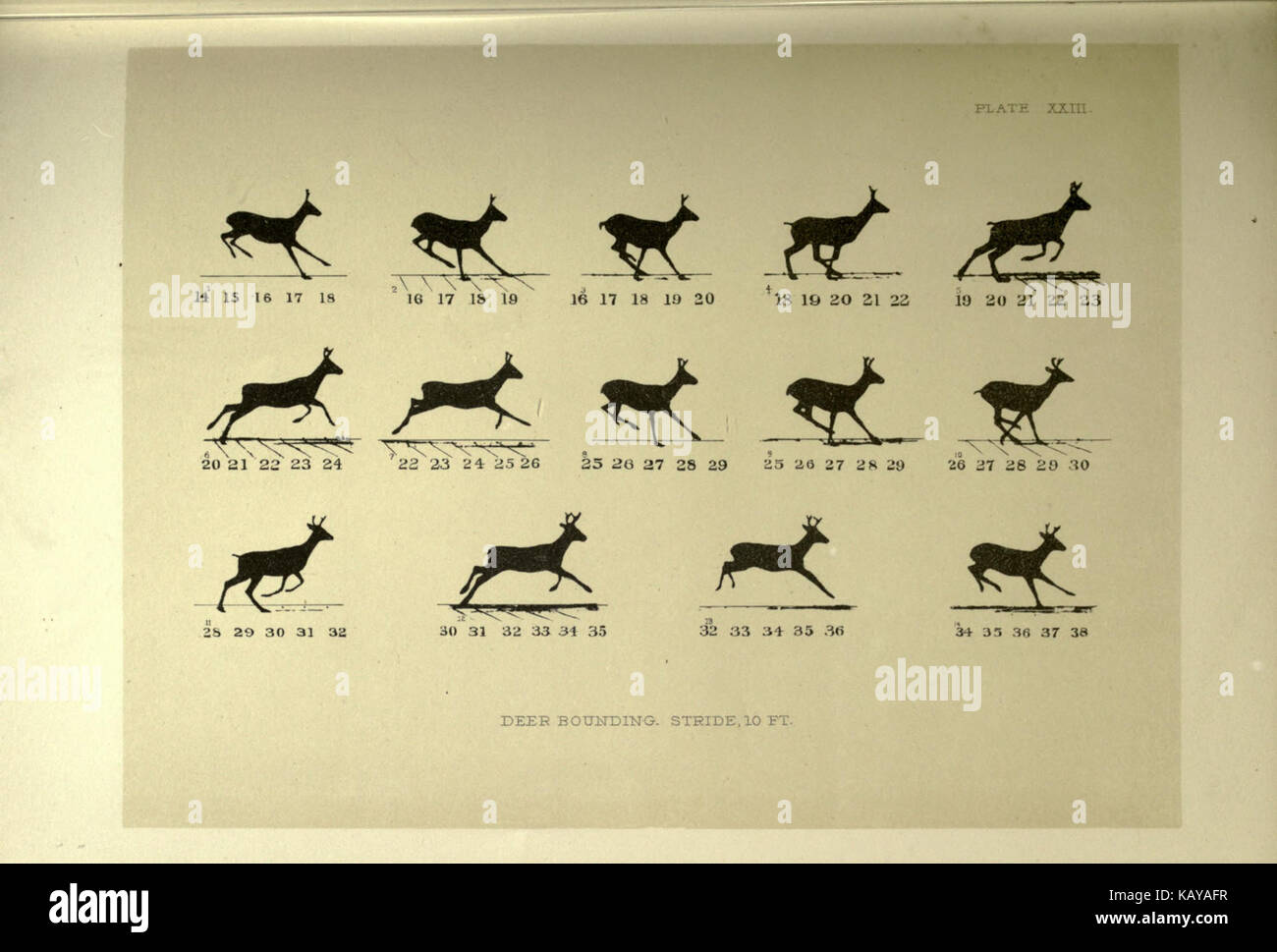 This image illustrates a horse in motion, captured using instantaneous ...