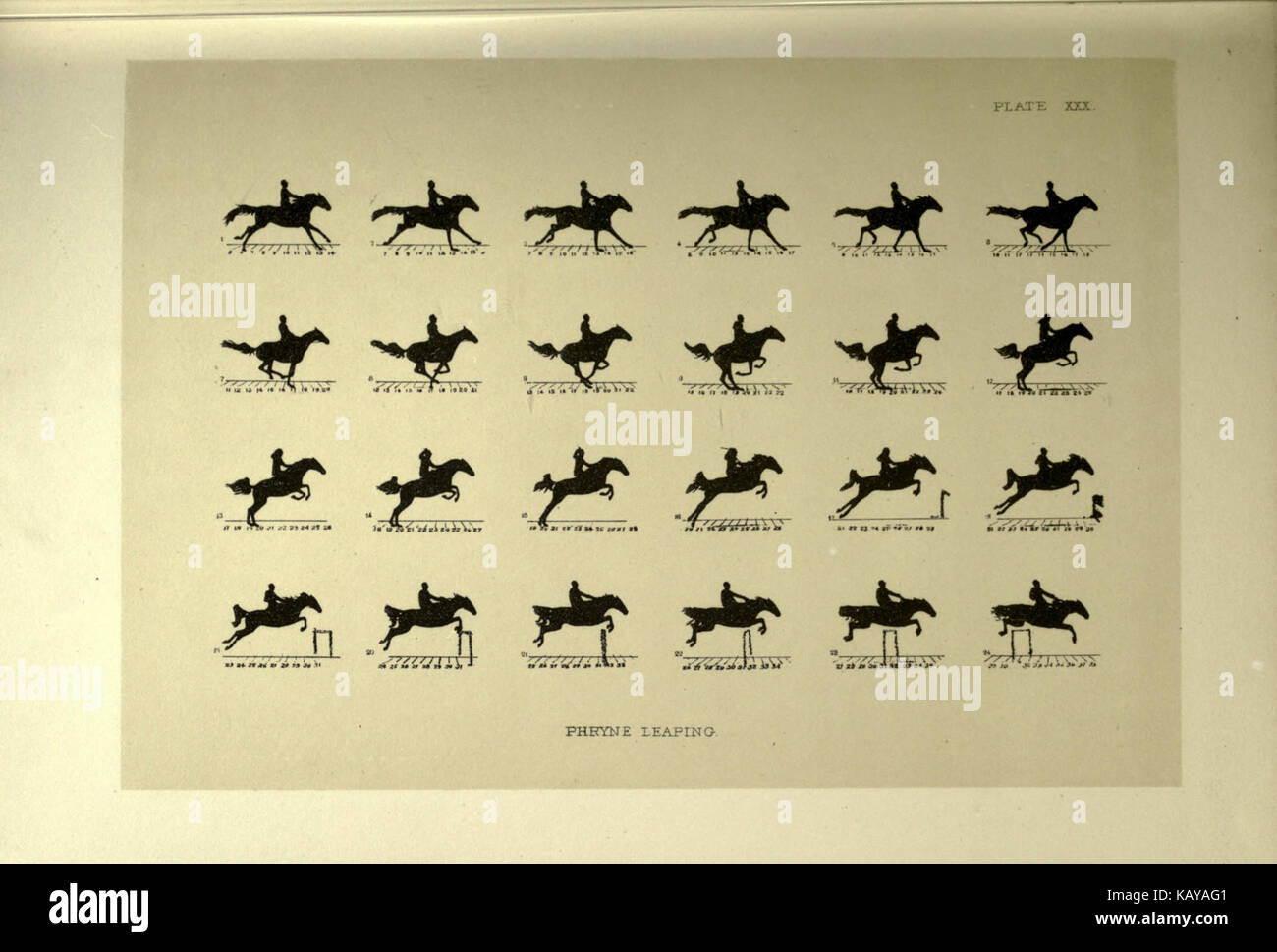 The horse in motion as shown by instantaneous photography BHL19590414 ...