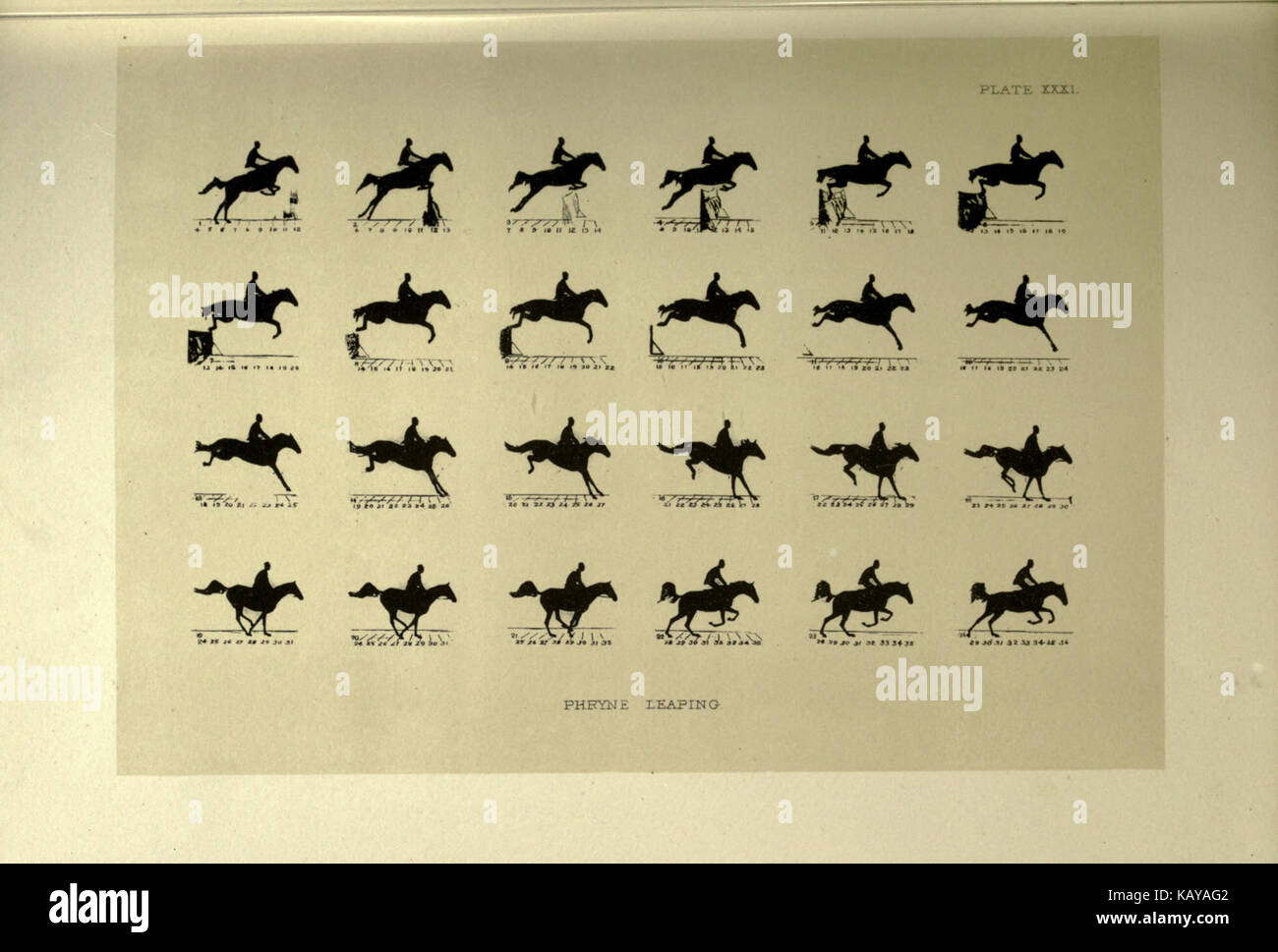 The horse in motion as shown by instantaneous photography BHL19590416 ...