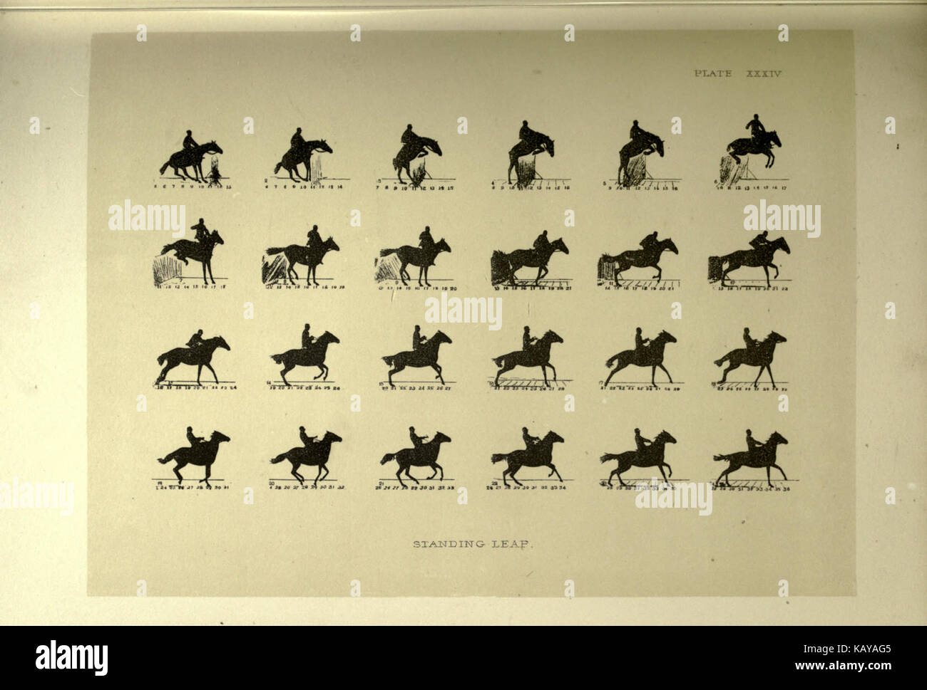 The horse in motion as shown by instantaneous photography BHL19590422 ...