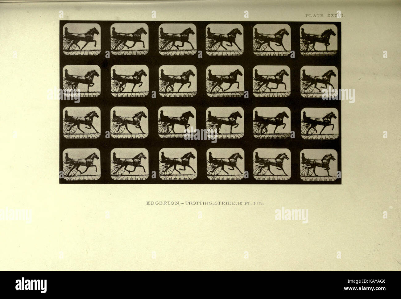 The horse in motion as shown by instantaneous photography BHL19590432 ...
