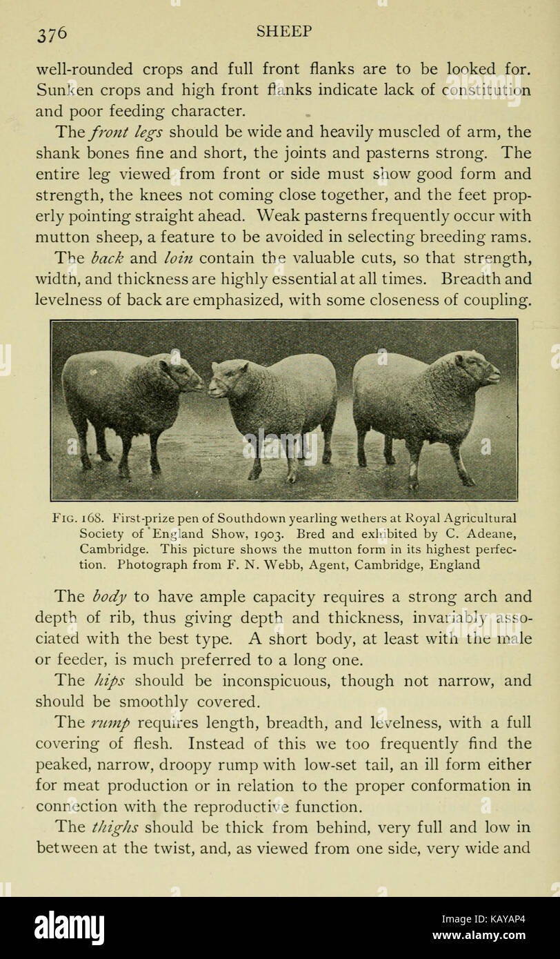 Types and breeds of farm animals (Page 376) BHL23742320 Stock Photo - Alamy