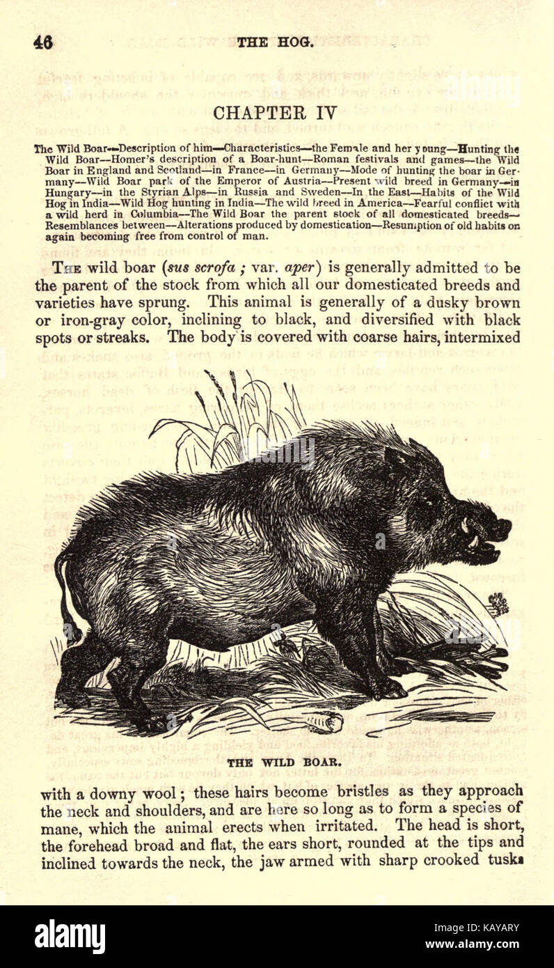 Hog from hi-res stock photography and images - Alamy