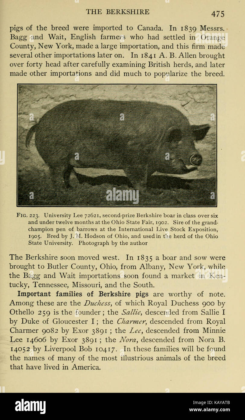 Types and breeds of farm animals (Page 475) BHL23742419 Stock Photo - Alamy