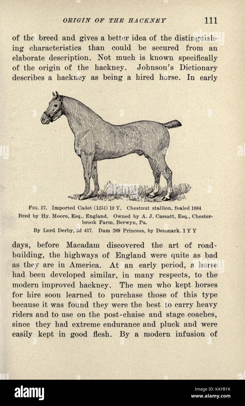 Evolution of the horse hi-res stock photography and images - Alamy