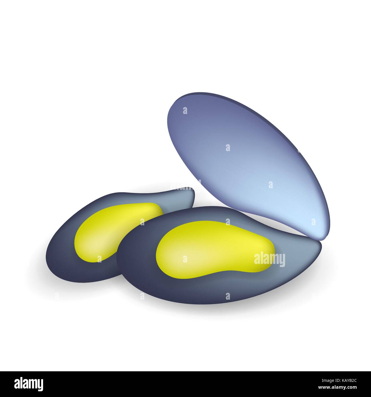 Two Sea Mussels Stock Vector Image & Art - Alamy