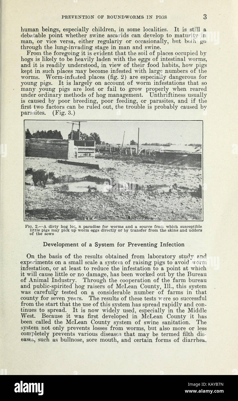The prevention of roundworms in pigs (Page 3) BHL41996637 Stock Photo ...