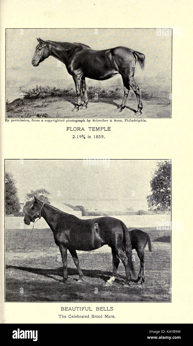 The trotting and the pacing horse in America BHL19918227 Stock Photo ...
